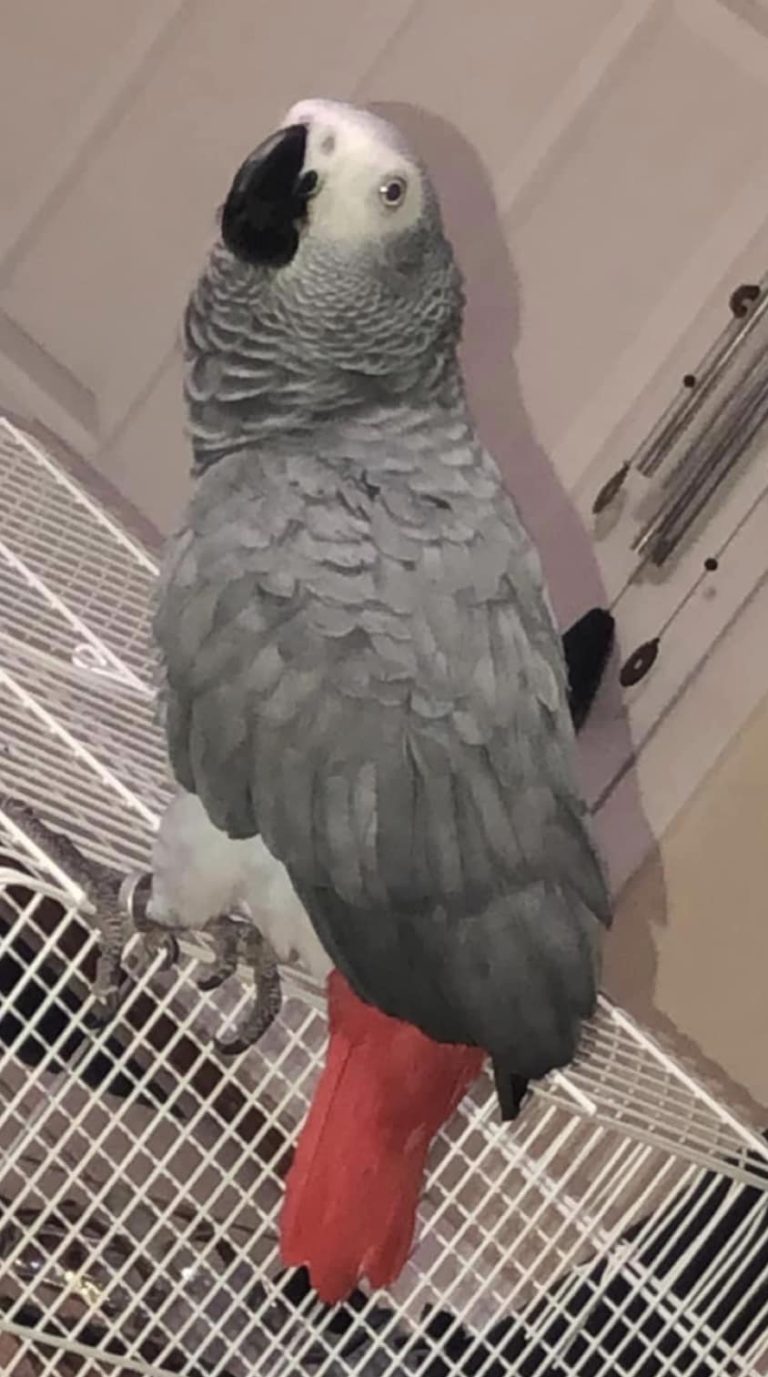 UPDATE: REUNITED! LOST AFRICAN GREY (Congo) NAME: SPARKLES NOVEMBER 9TH ...