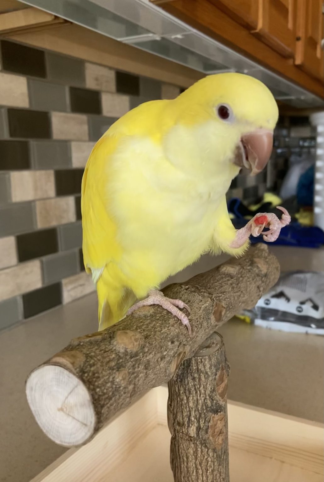 LOST: USA Ohio, Broadview Hts, Quaker Parrot yellow, ‘Lemon’, Nov 25.22