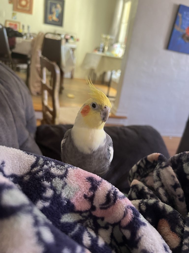 USA Los Angeles, CA Cockatiel ‘Sunny’ December 29th, 2022