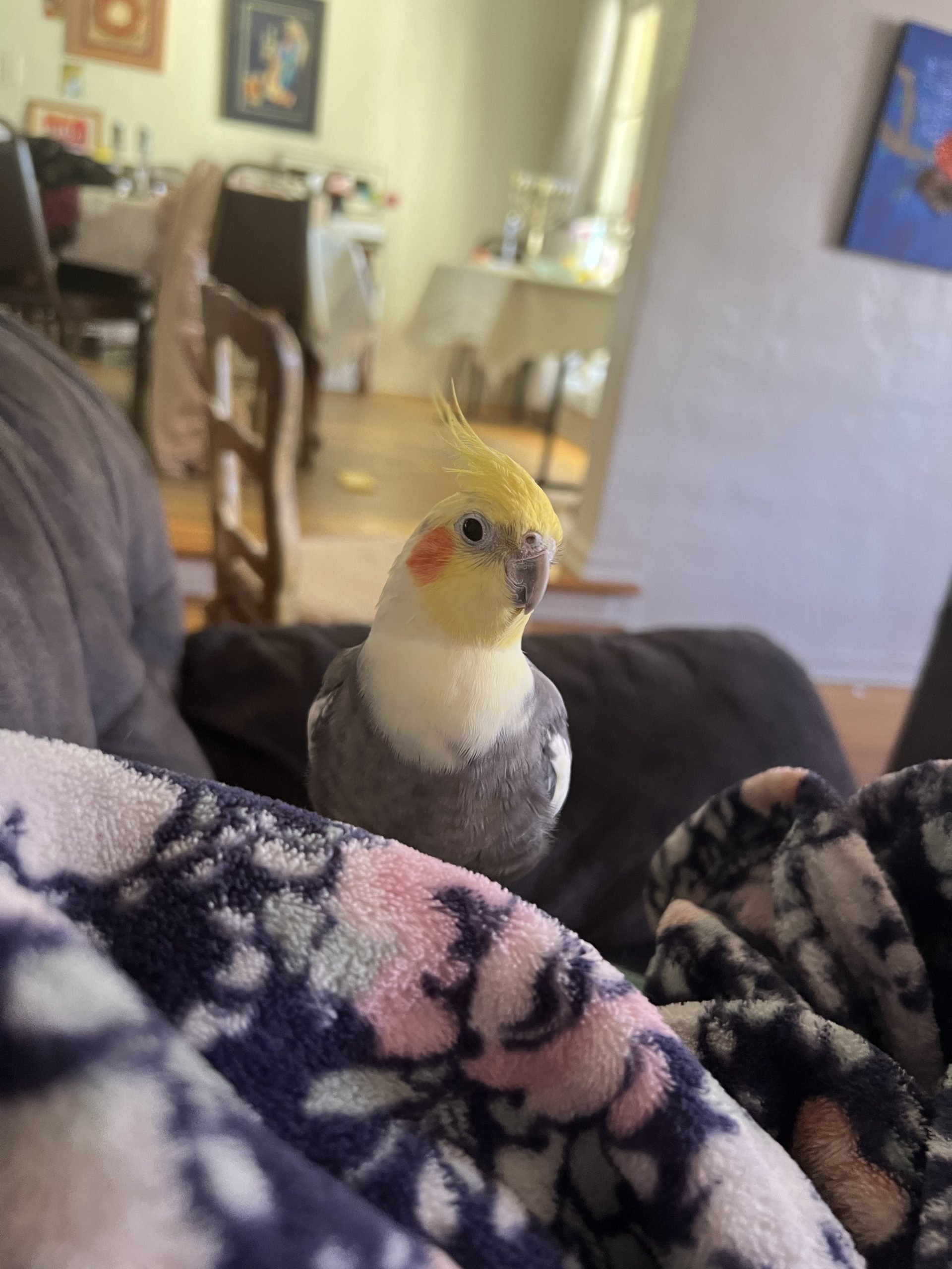 USA Los Angeles, CA Cockatiel ‘Sunny’ December 29th, 2022