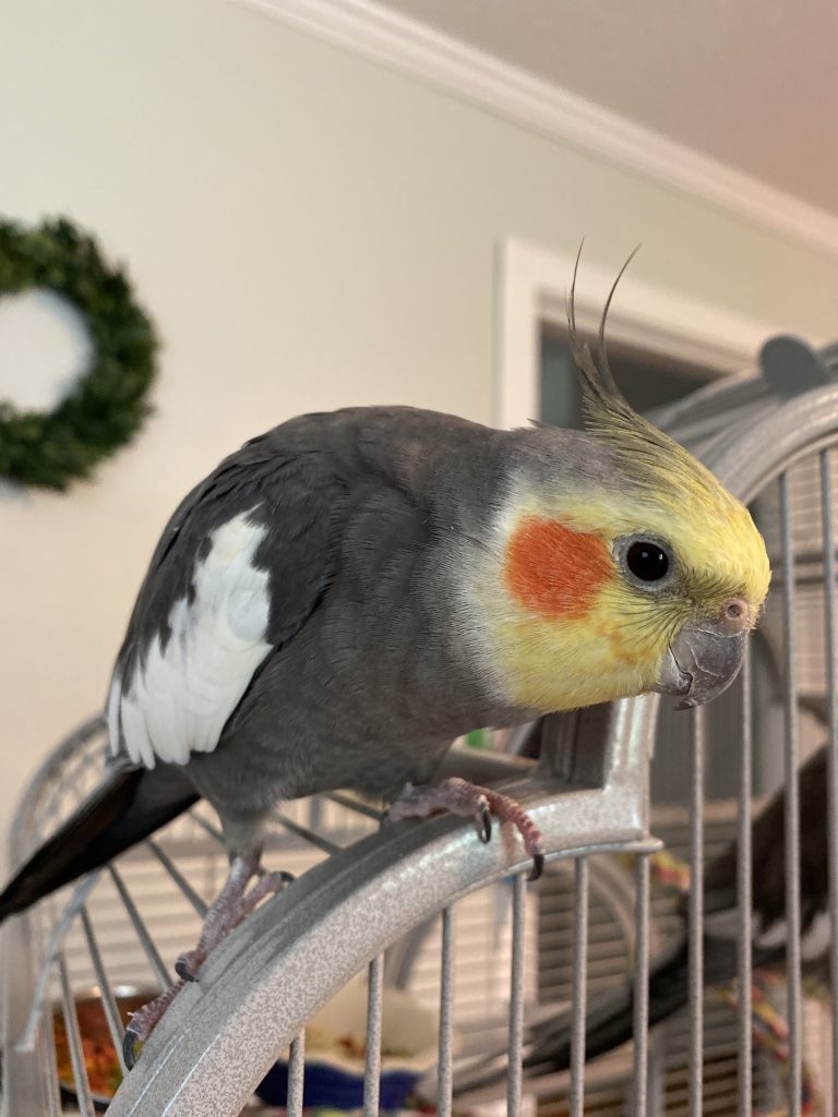 Maryville, TN, Male cockatiel, “Charlie” Nov. 27th 2022