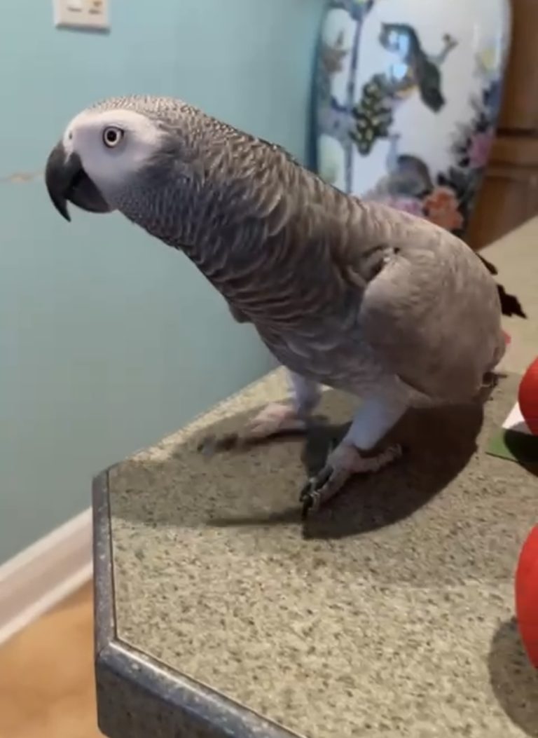 Lost Congo African Grey named “Cookie” from Stuart Florida on April 9 ...