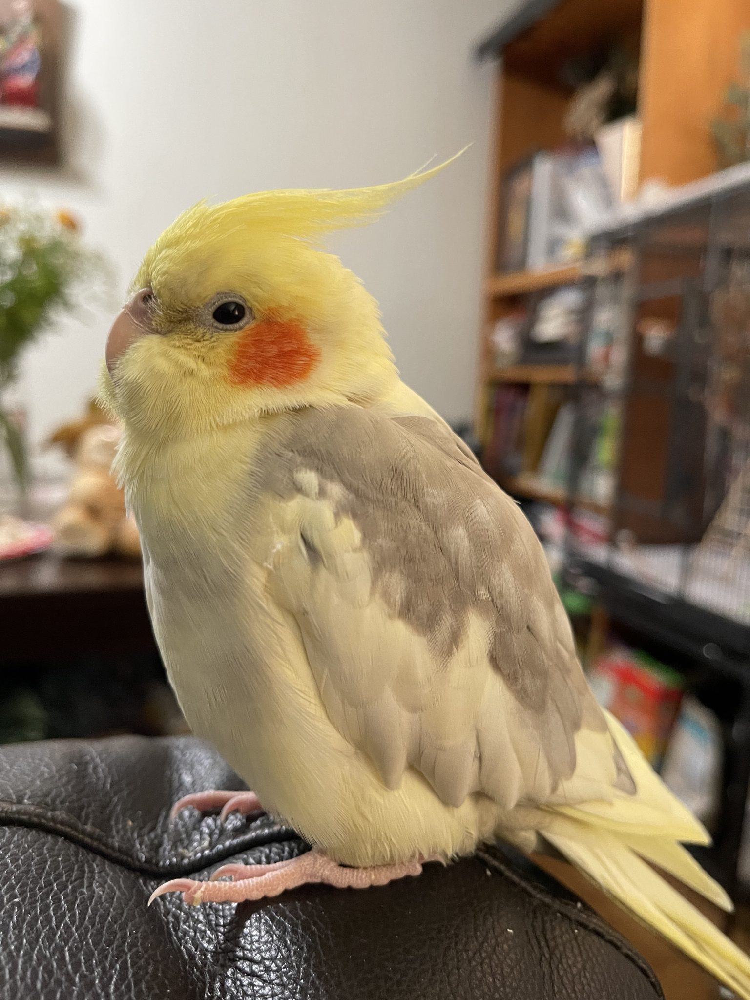 UPDATE: REUNITED!! Missing Yellow Cockatiel