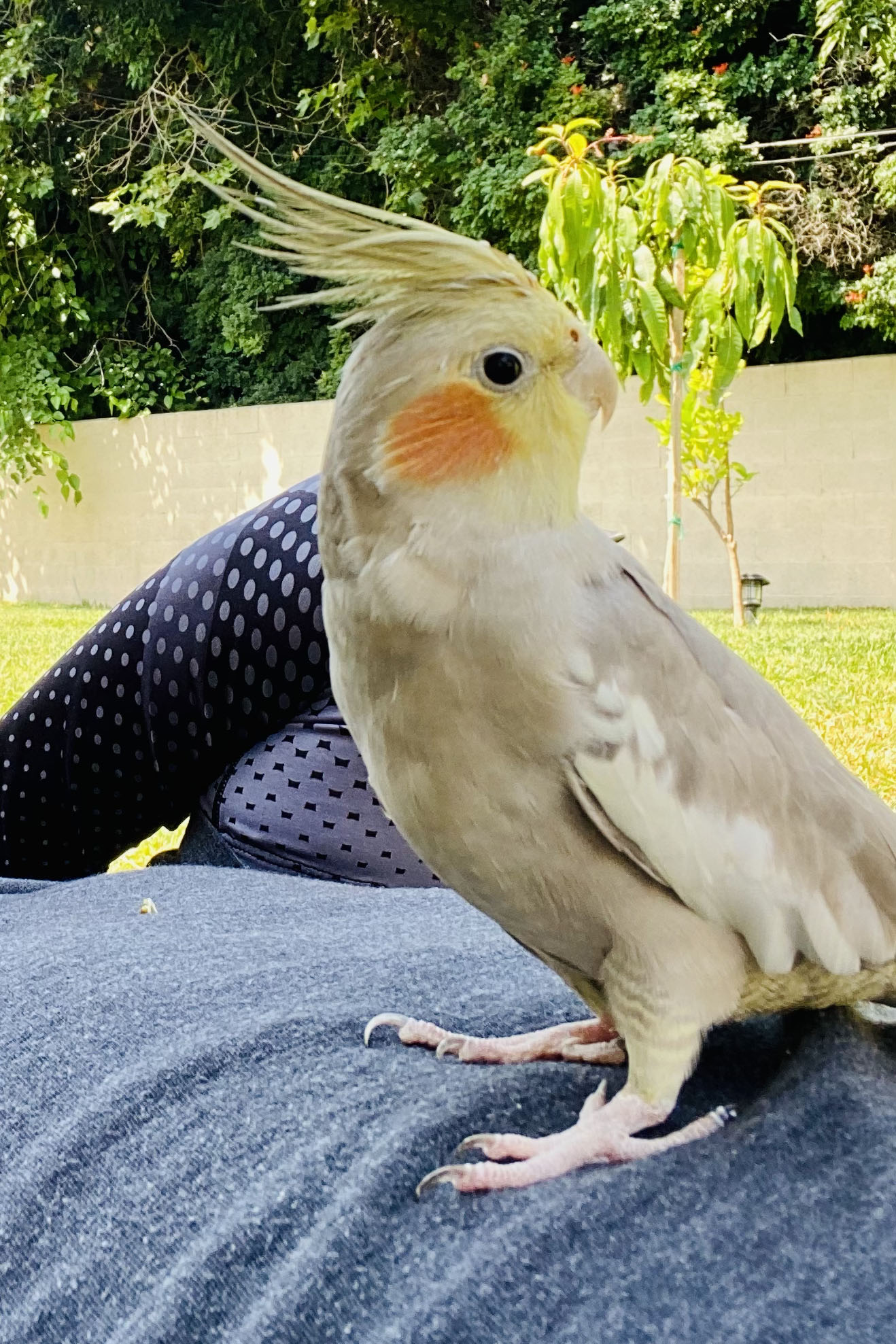 Cockatiel
