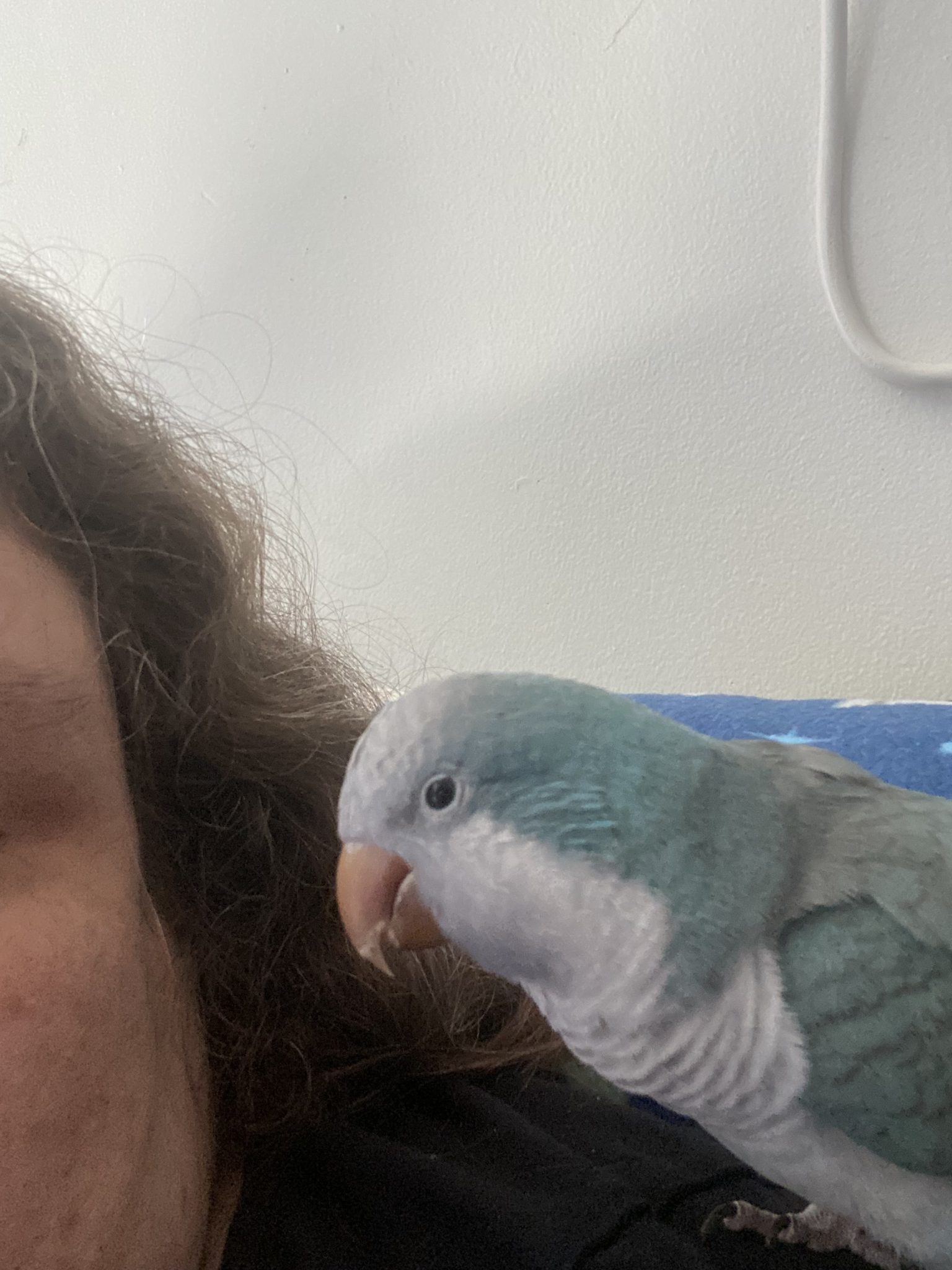 Missing Blue Quaker Parrot