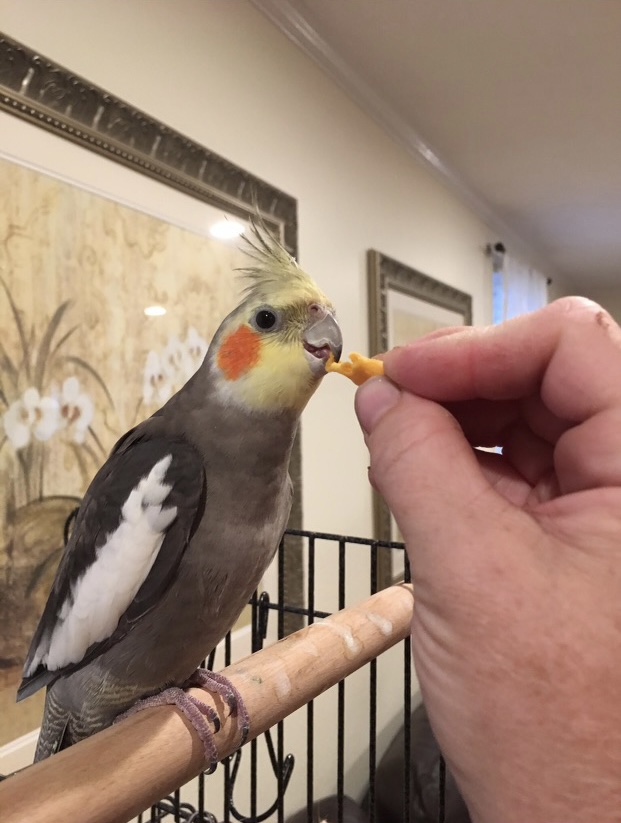 LOST: Arlington, VA — Cockatiel (“Elliot”) — 8/14