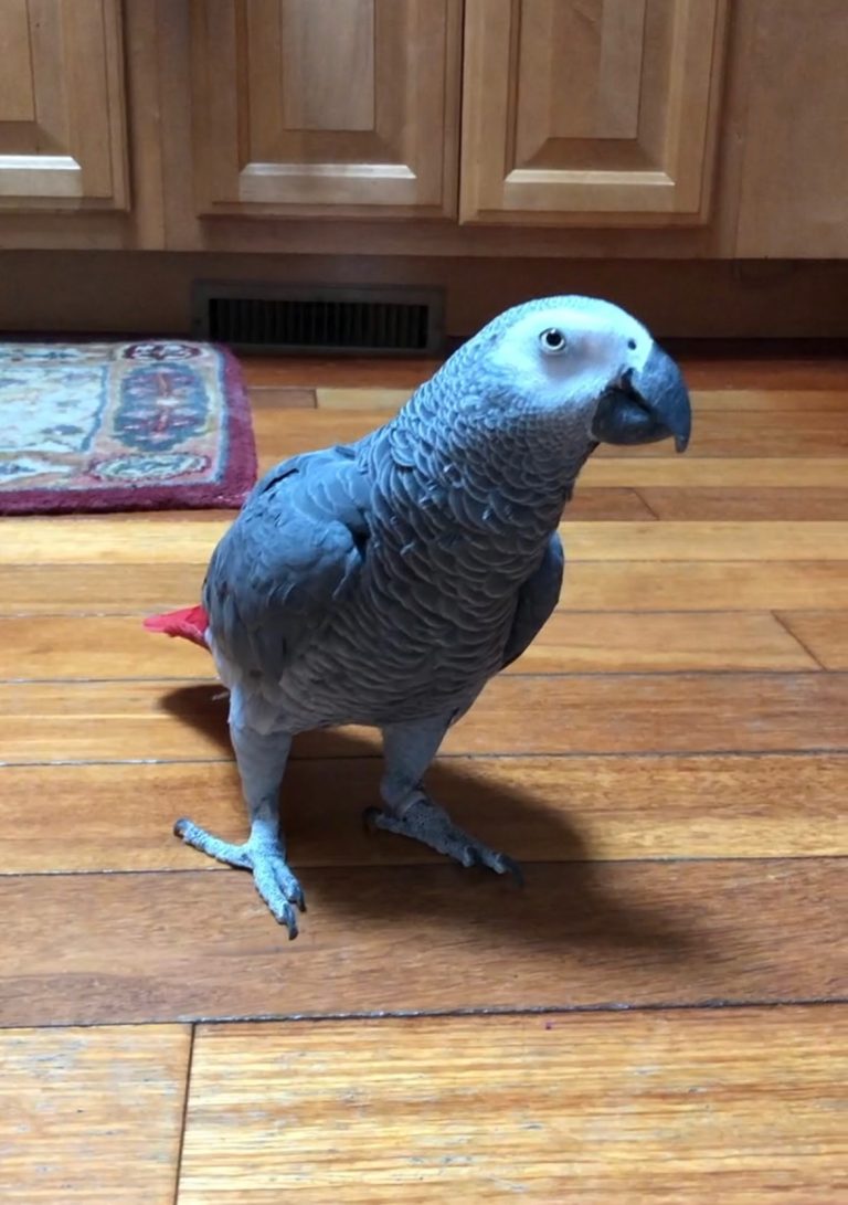 Leesburg, VA, African Grey “Einstein”