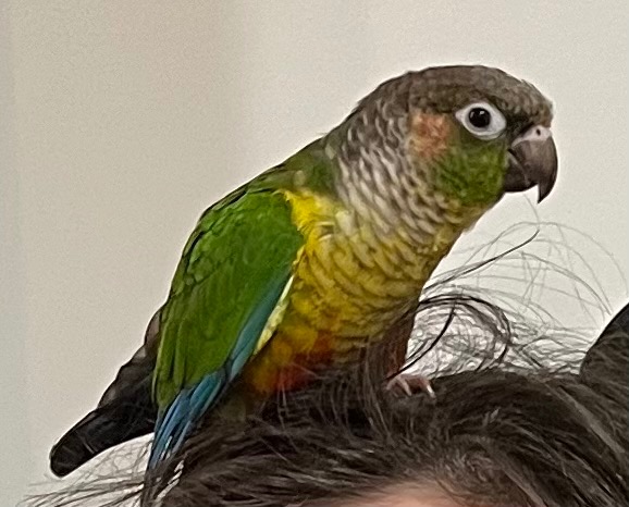 USA WA Redmond, Yellow Sided Green Cheek Conure ‘Bird’ Jan 27-24