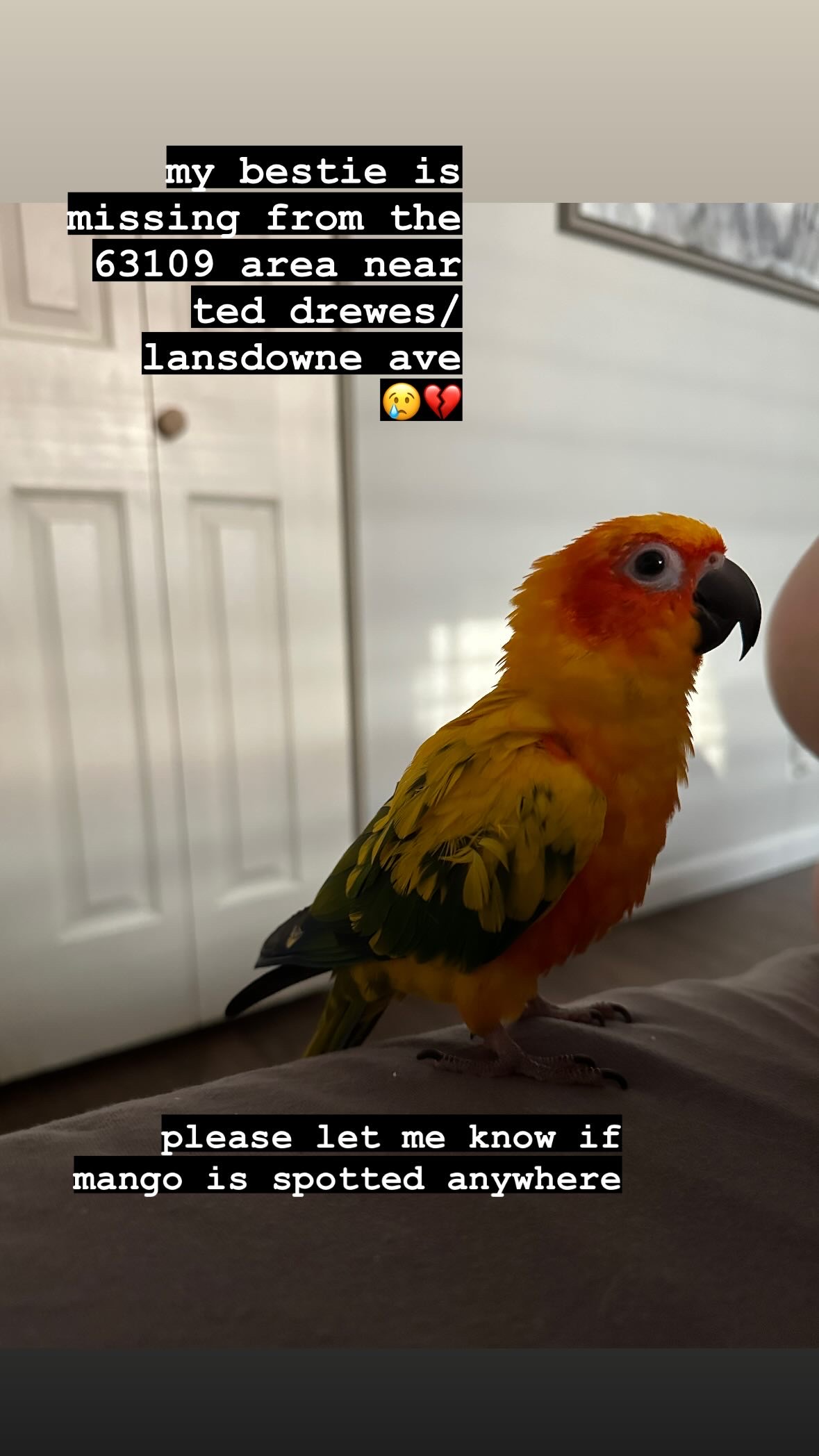 U.S.A. MO St.Louis, Sun Conure Mango May 24, 2024