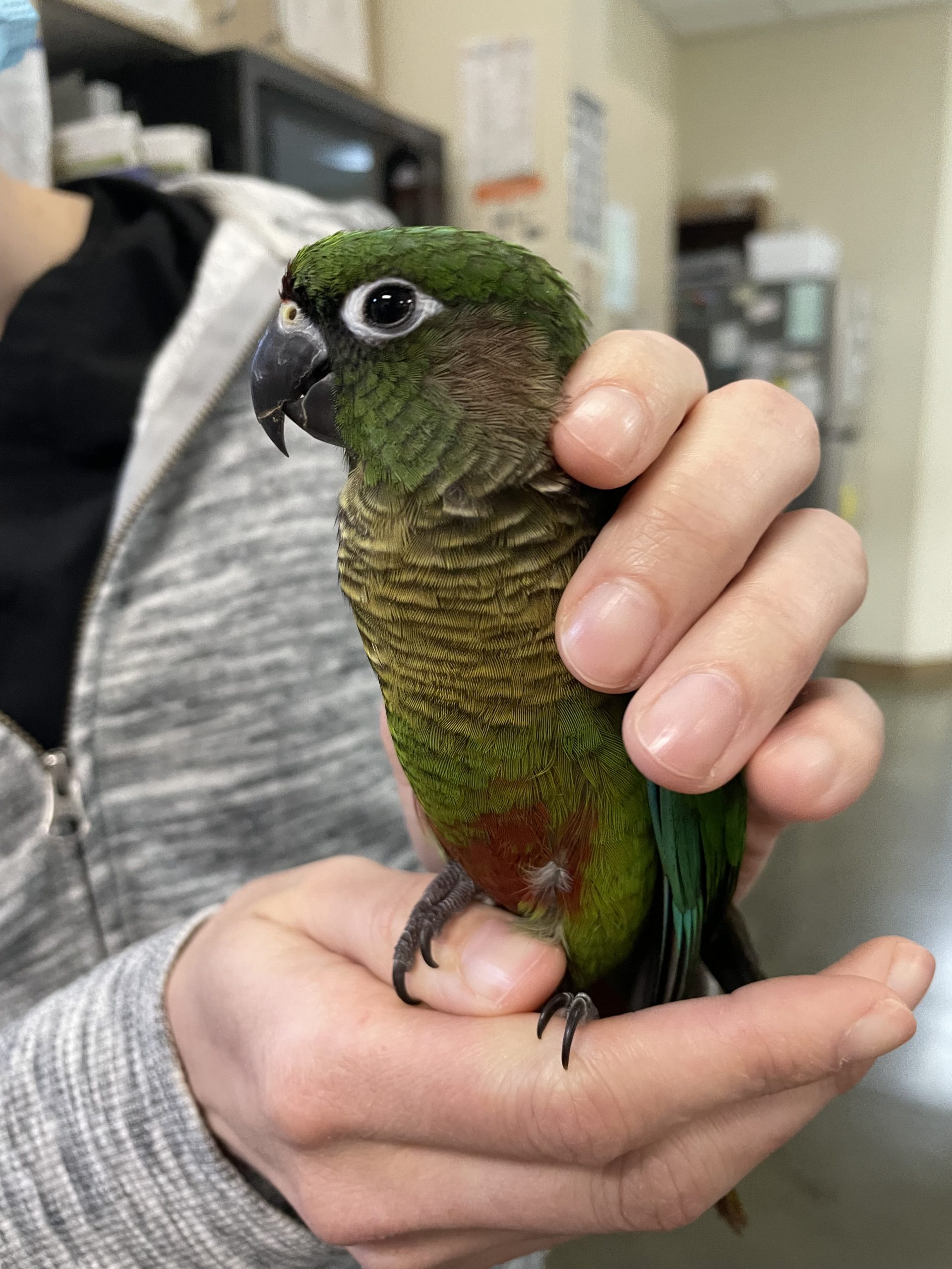 WA, Kent, Maroon Bellied Conure May 23-24