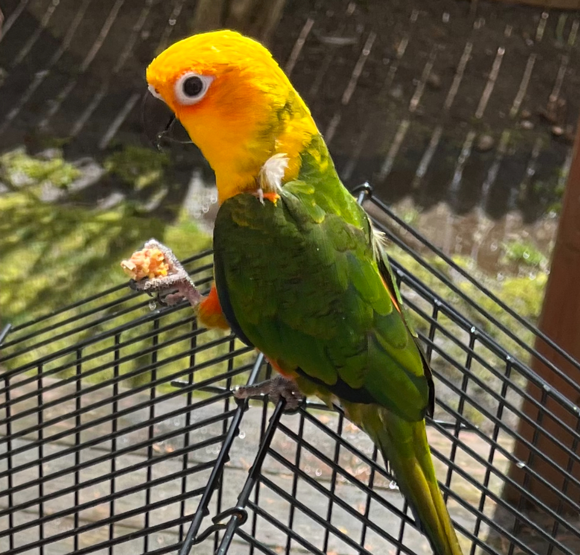 UPDATE: REUNITED! USA RI Cranston, Sun Conure ‘Mango’ June 15, 2024