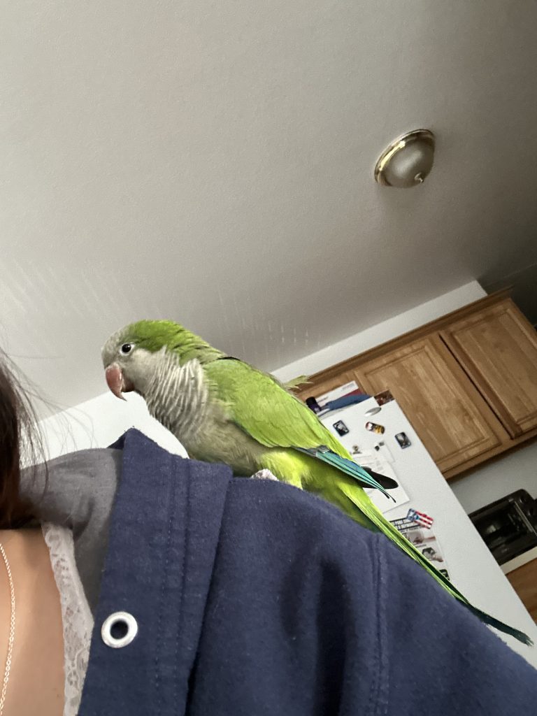 UPDATE: REUNITED!! USA TEXAS DALLAS, green quacker “ Tweaty” June 5