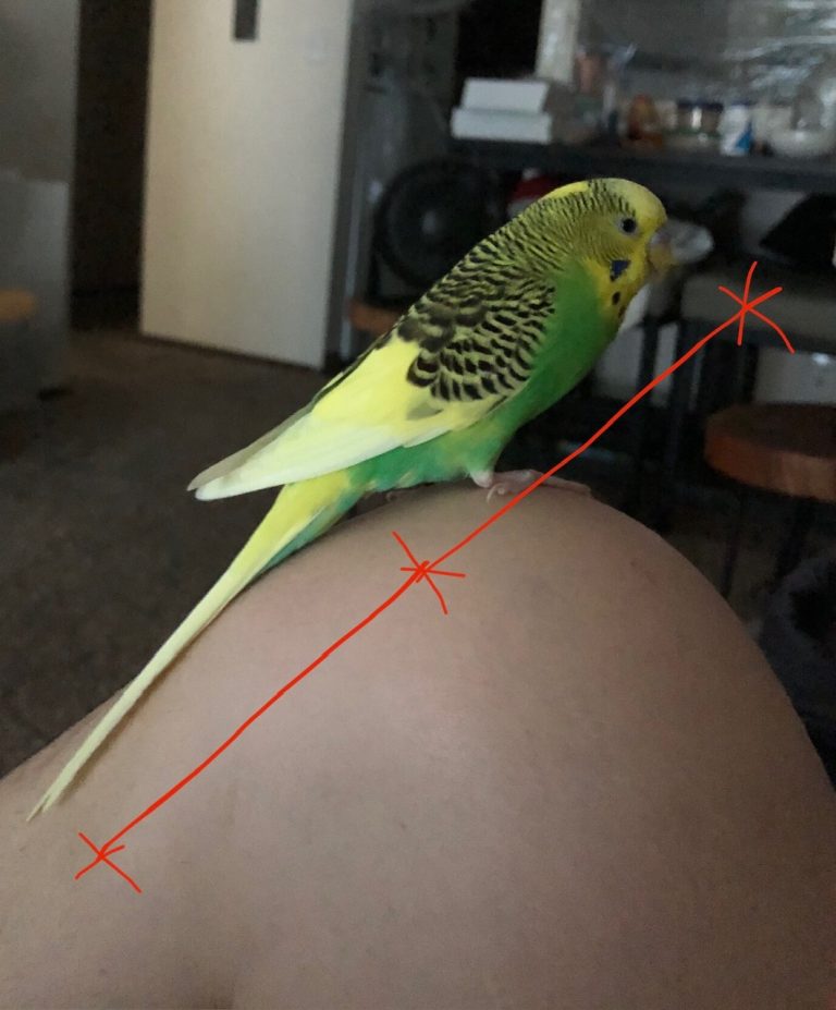 OR Portland, Budgie “Django” June 21 2024