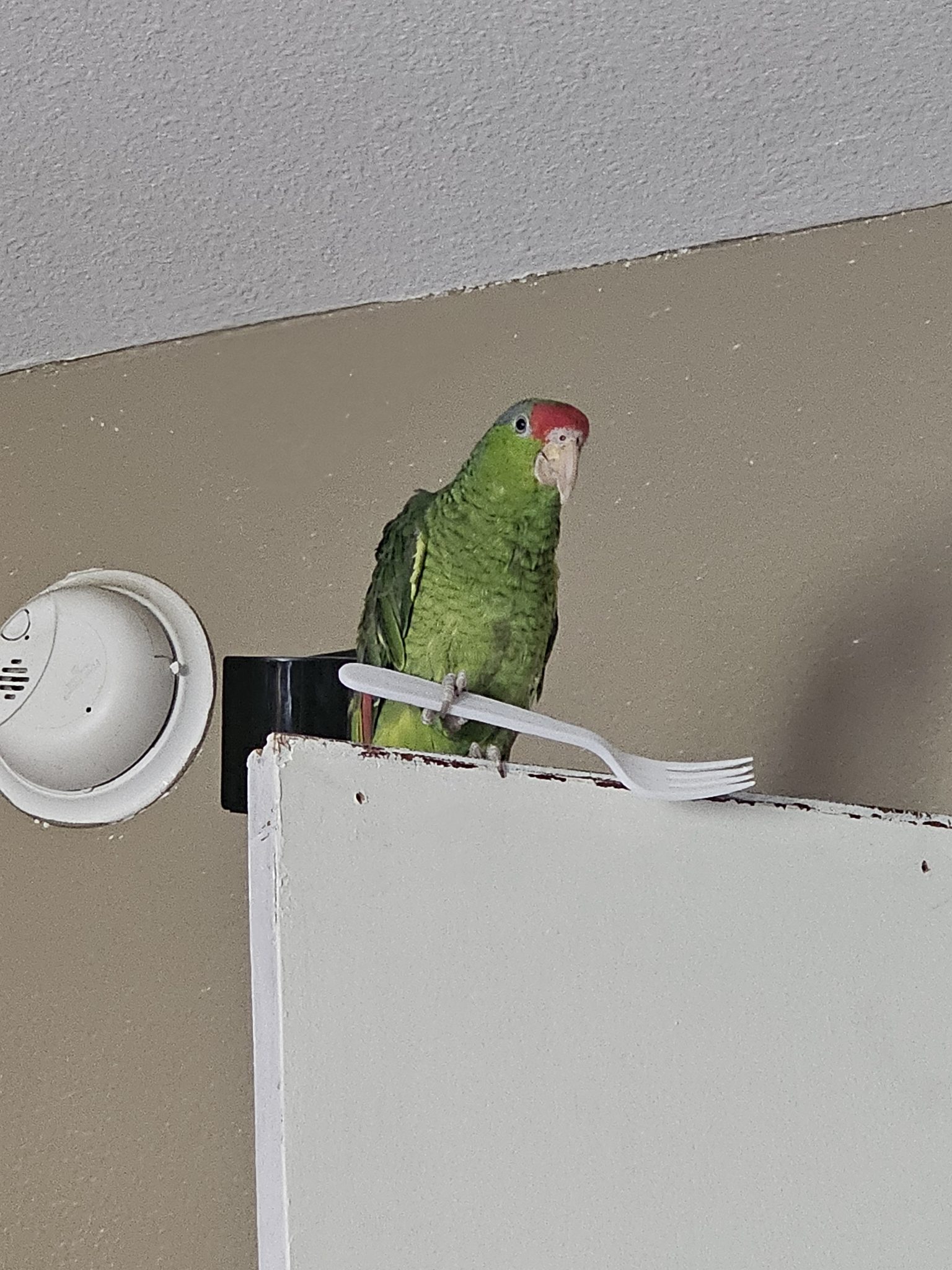 UPDATE: REUNITED! Lost Amazaon Red Head Named Chelo