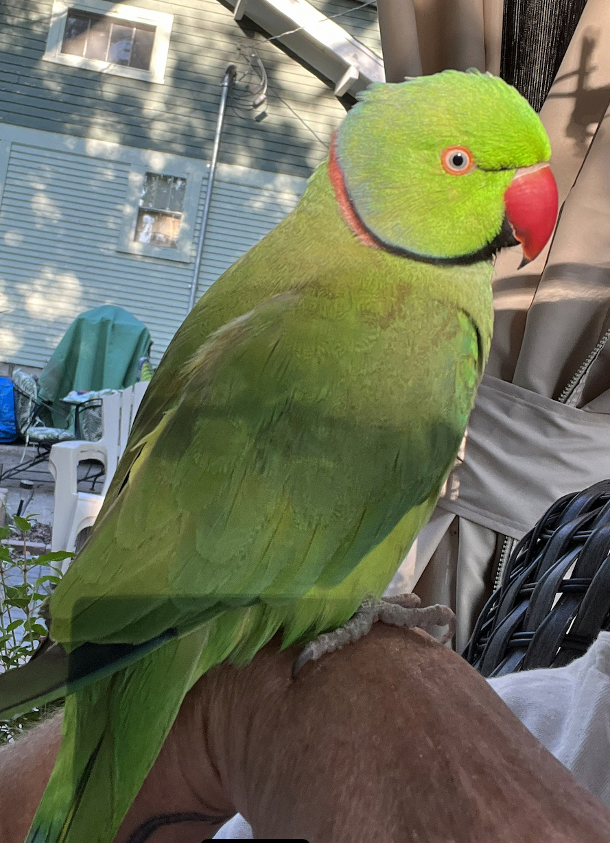 IL Grant Park, Indian Ringneck “Peep” July 6, 2024