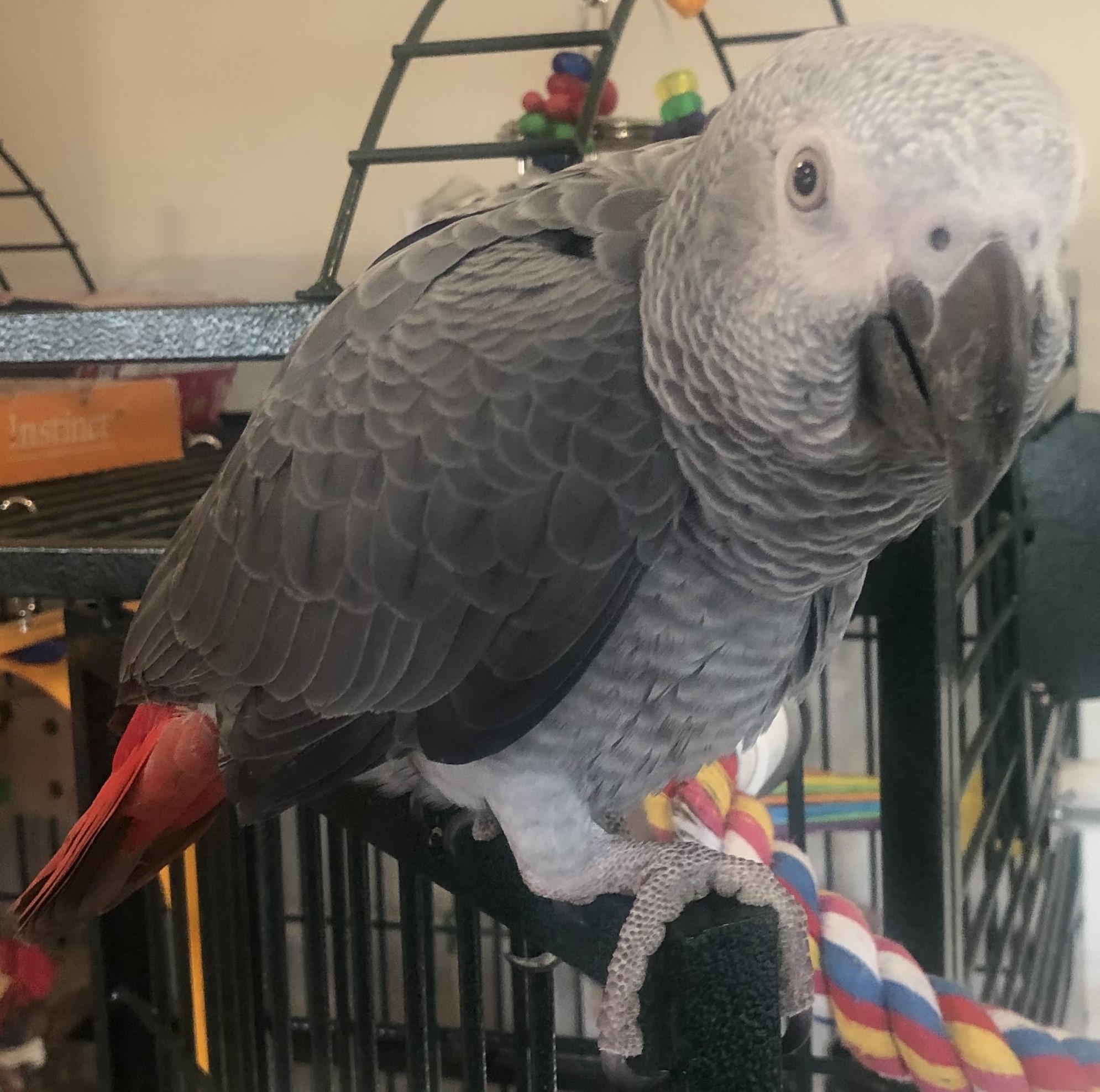UPDATE: REUNITED! USA NY East Hampton, Congo African Grey ‘Finn’ Jun 30-24
