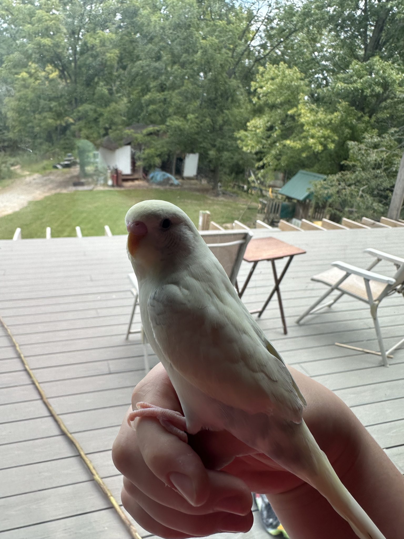 USA il martinsville parakeets/bugie named vanilla lost September 7 2024