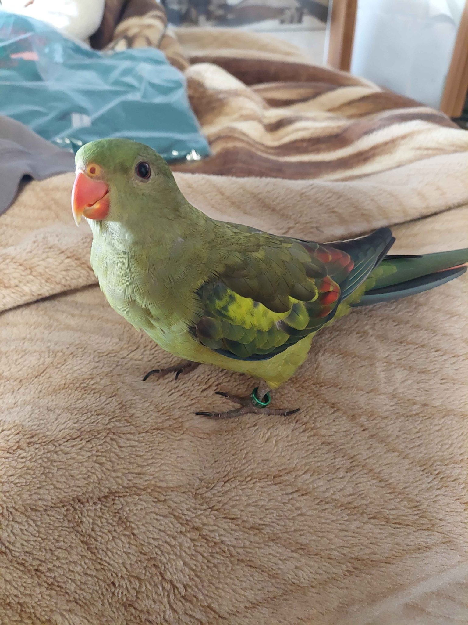 USA CA PERRIS, GREEN REGENT PARROT, ‘KIKI’ SEPTEMBER 22-2024