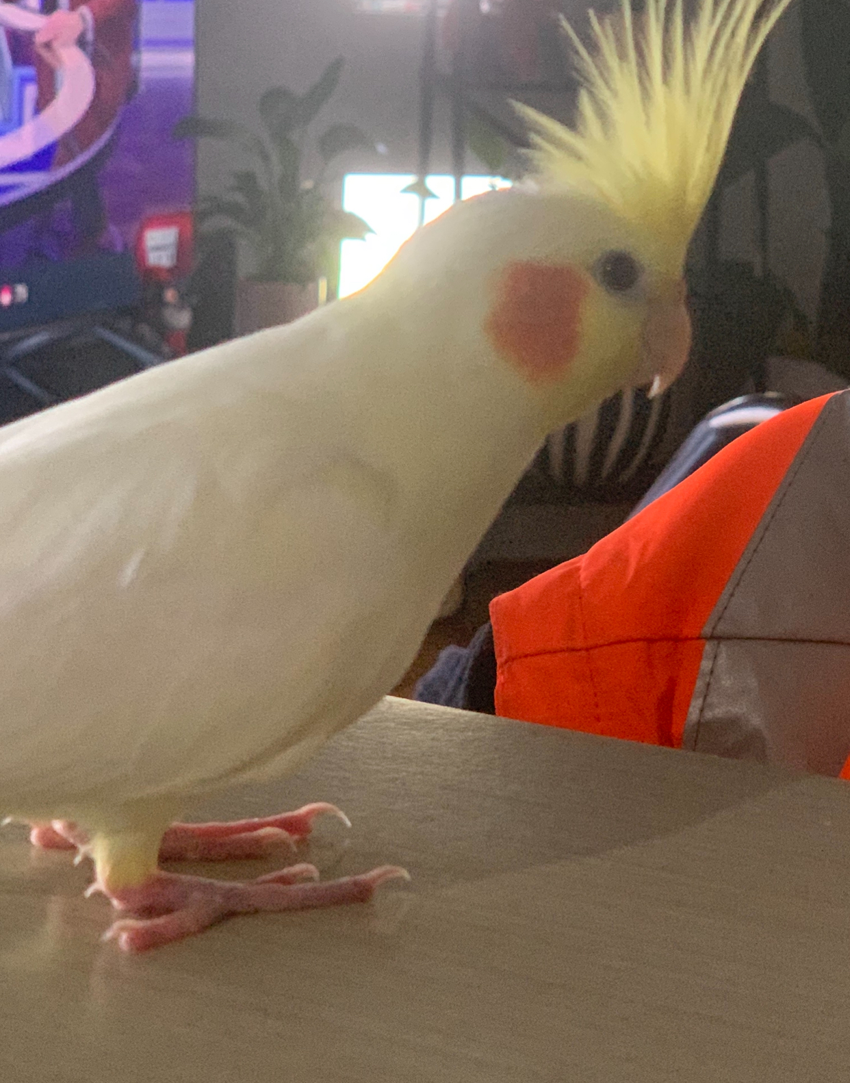AUSTRALIA WA EATON, Lutino cockatiel ‘Skittles’