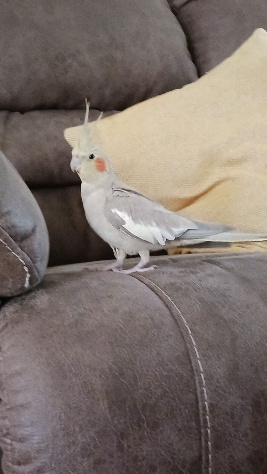 USA IL BERWYN, Cockatiel ‘Pancha’ Oct 13-24