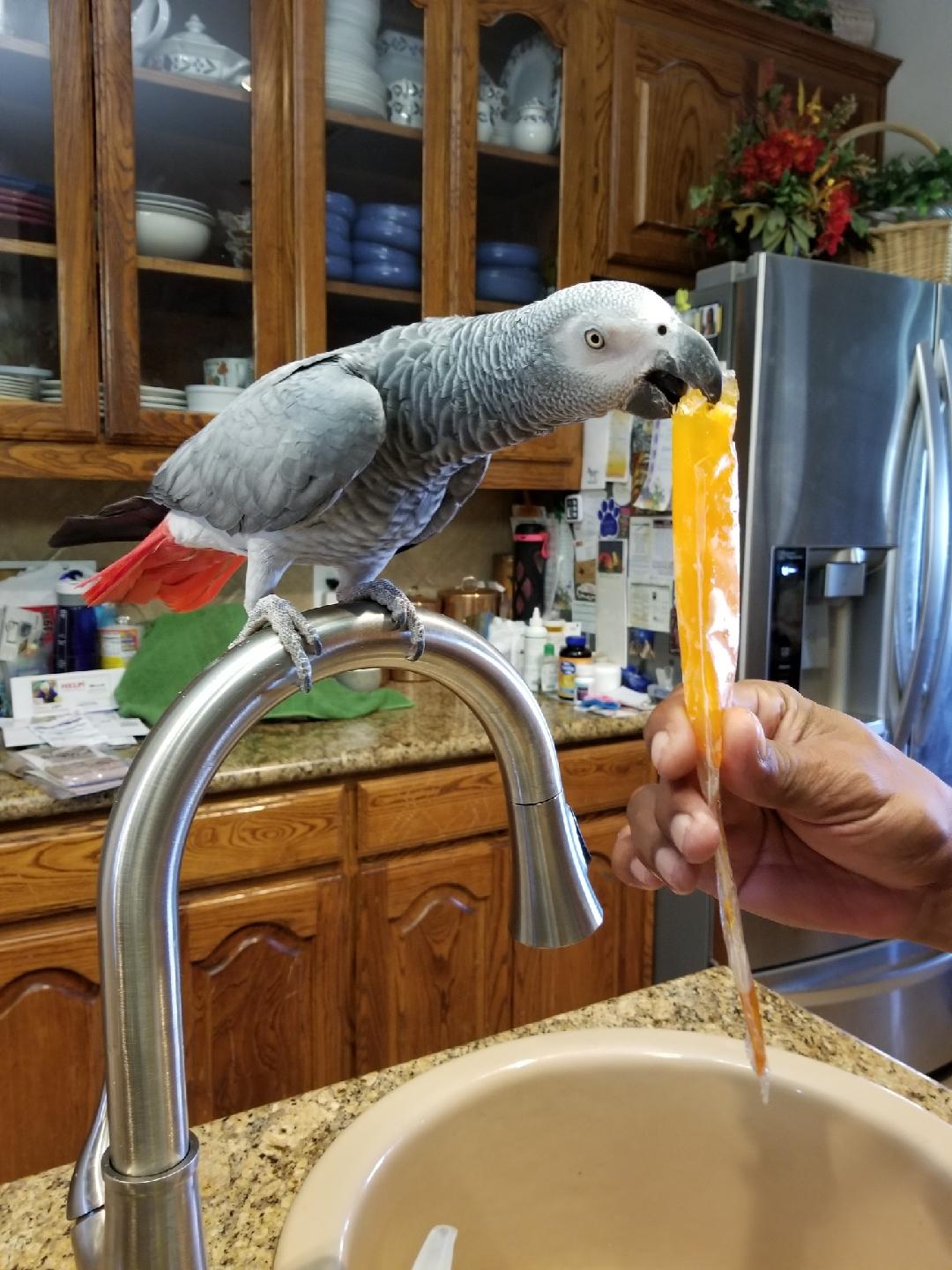 USA Celina TX75009, Congo African Grey ‘Ruby’ 10/10/2024