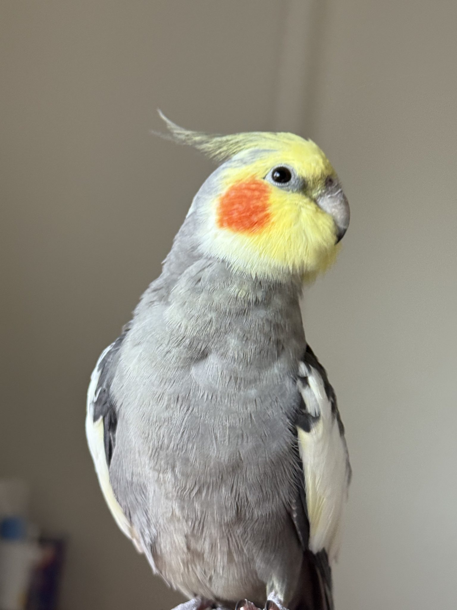 USA CA Buena Park, Cockatiel Normal Gray ‘Gonji’ May-25-2025