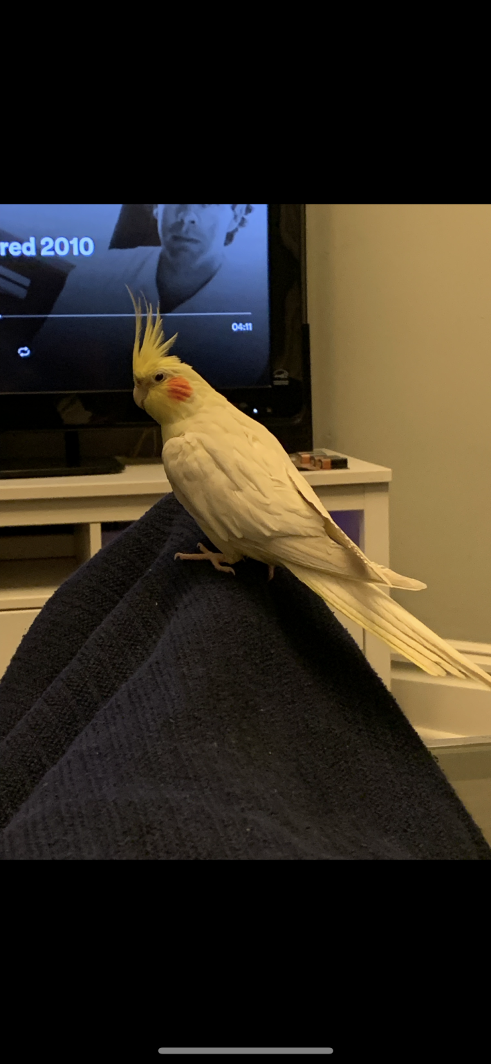 Yellow Cockatiel ‘Bertie’ St. Louis
