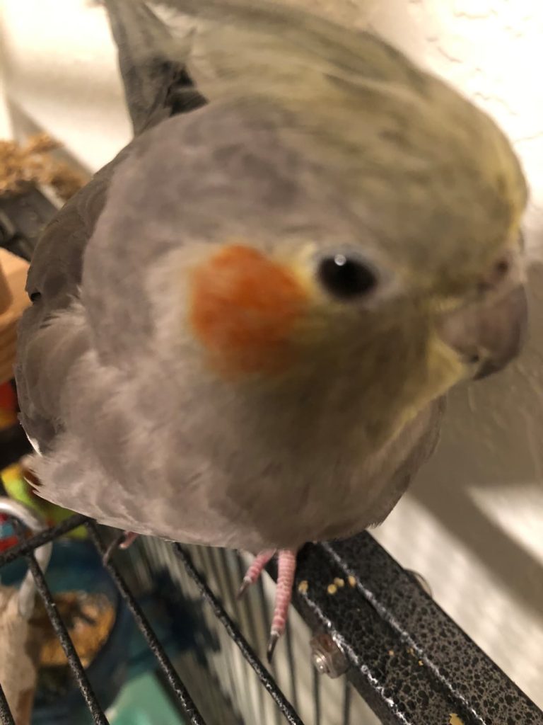 USA CA Fullerton, Cockatiel ‘Polly’ Jul 13.25