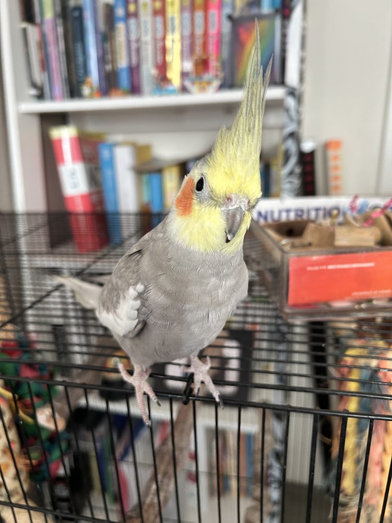 HI, Honolulu, Normal Gray Cockatiel, ‘Sugar’ June 28.25