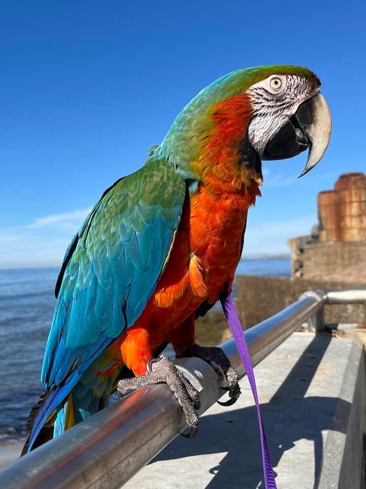 UPDATE: REUNITED! CA San Diego Ocean Beach, Harlequin Macaw, Chloe ...
