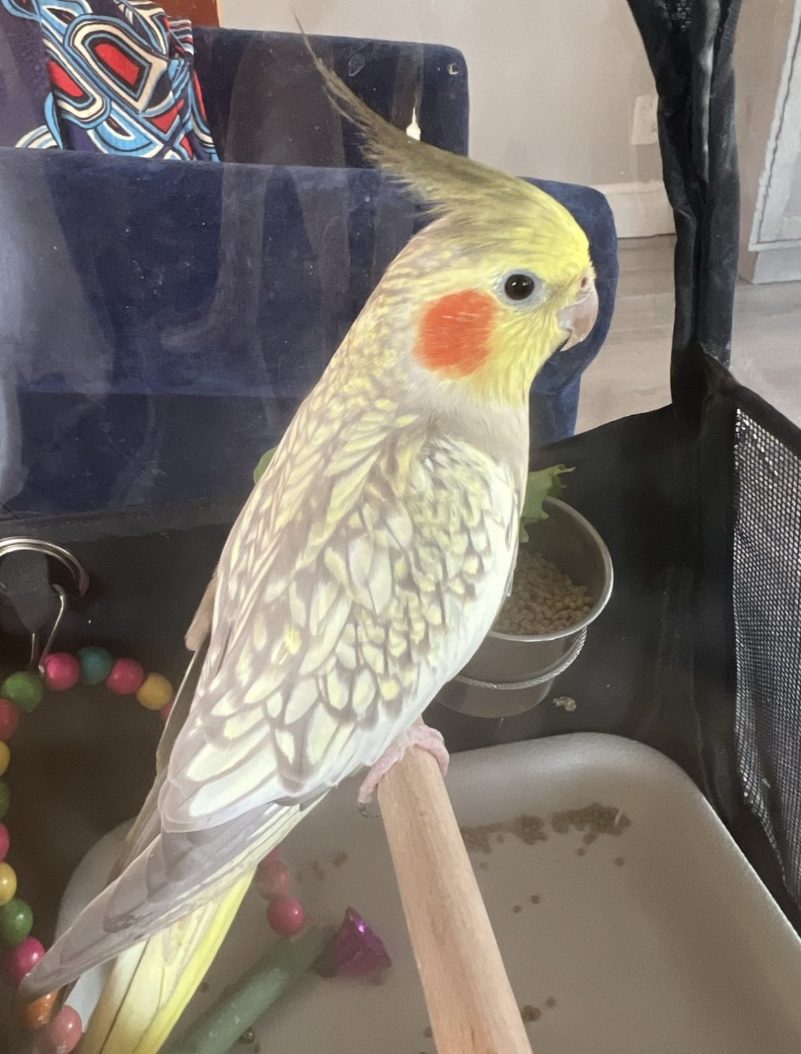 CA Irvine, Pearl Cockatiel ‘Chiki’ Aug 30-2025