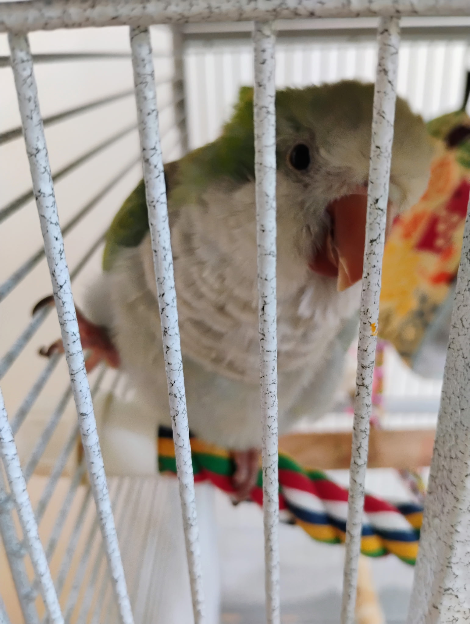 USA VA Carrollton, Turquoise Quaker Parrot ‘Mochi’ Sept 07-25