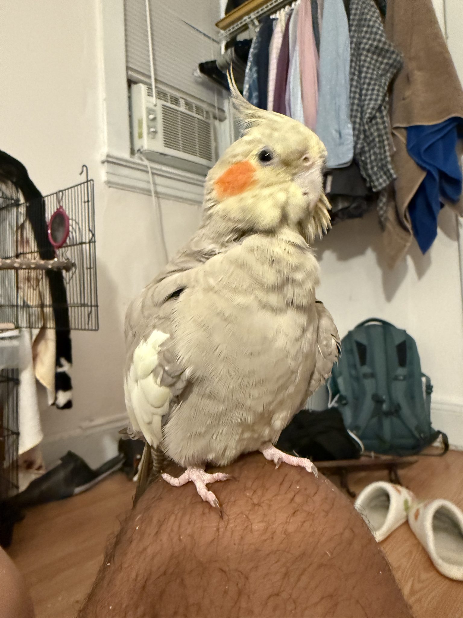 NJ, New Brunswick, Cockatiel ,”Marley” Sep 20. 25
