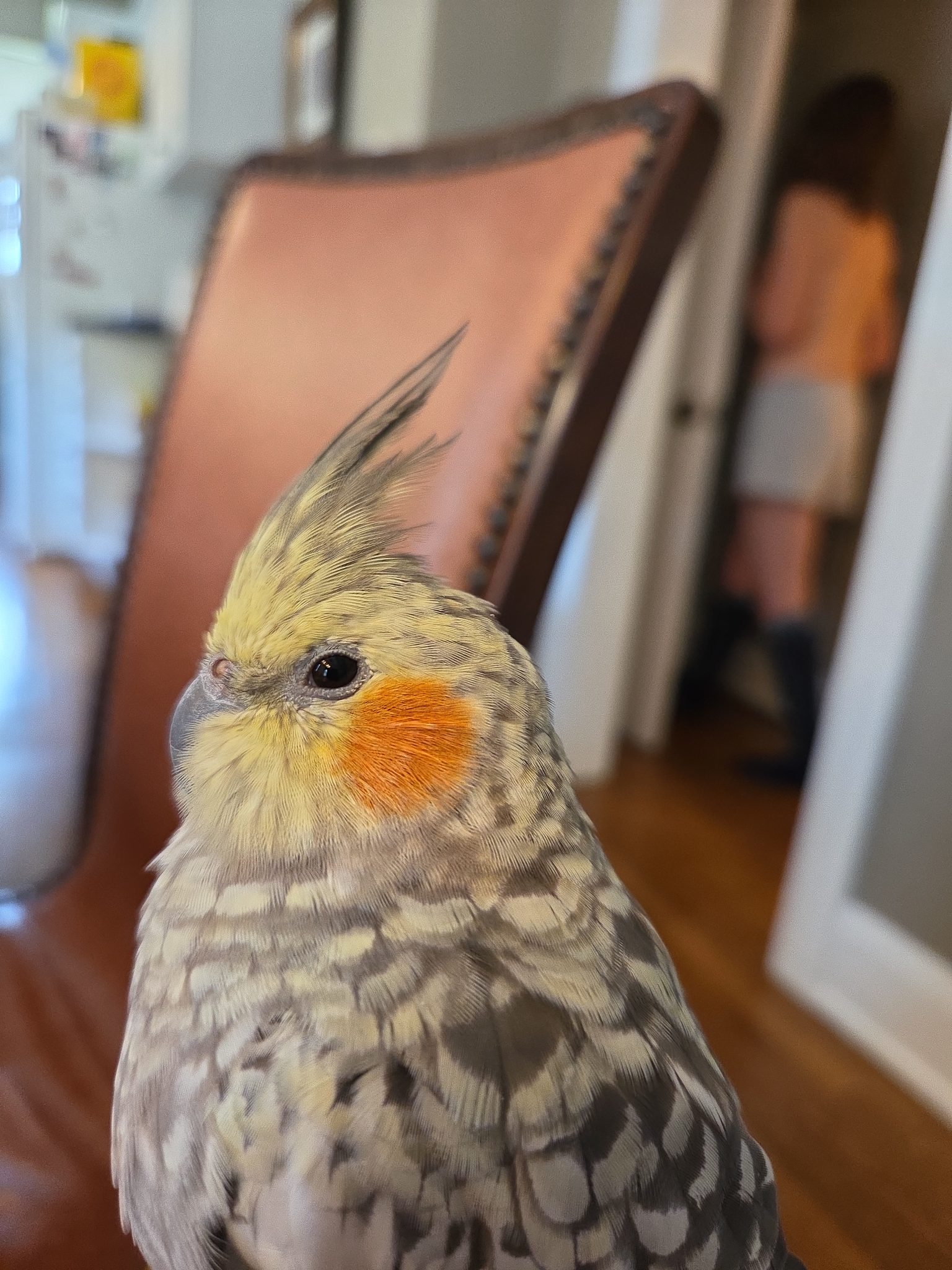 USA CO Sunny, Cockatiel ‘pearl’ Sep 21-25