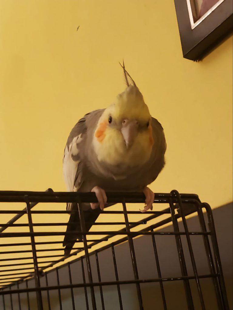 USA NJ Plainfield, Cockatiel “Kit kat” Sep 15.25