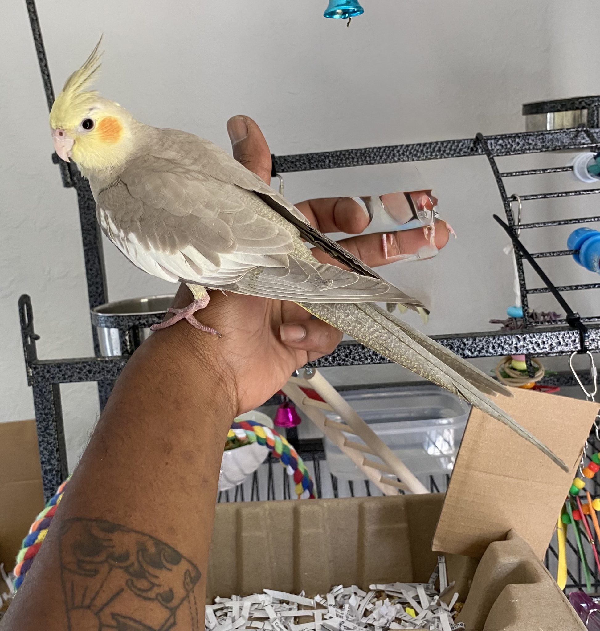 USA TN Chattanooga, Cockatiel ‘Drako’ Oct 7-25