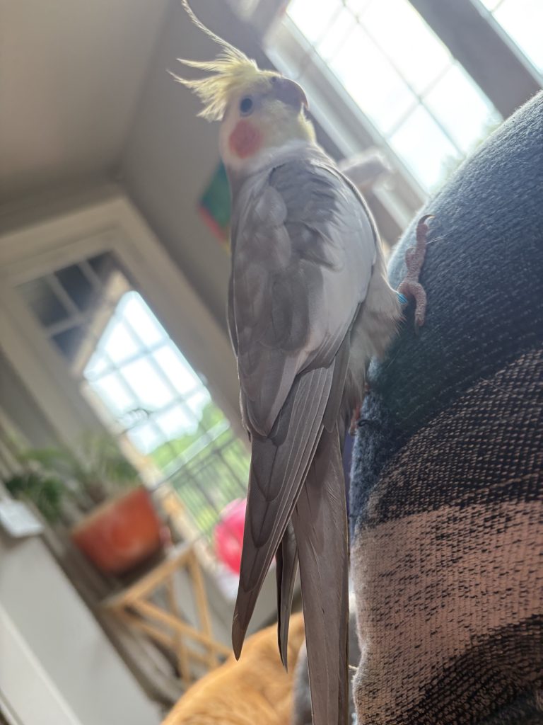 USA WI Middleton, Cinnamon Cockatiel Oct 13-25