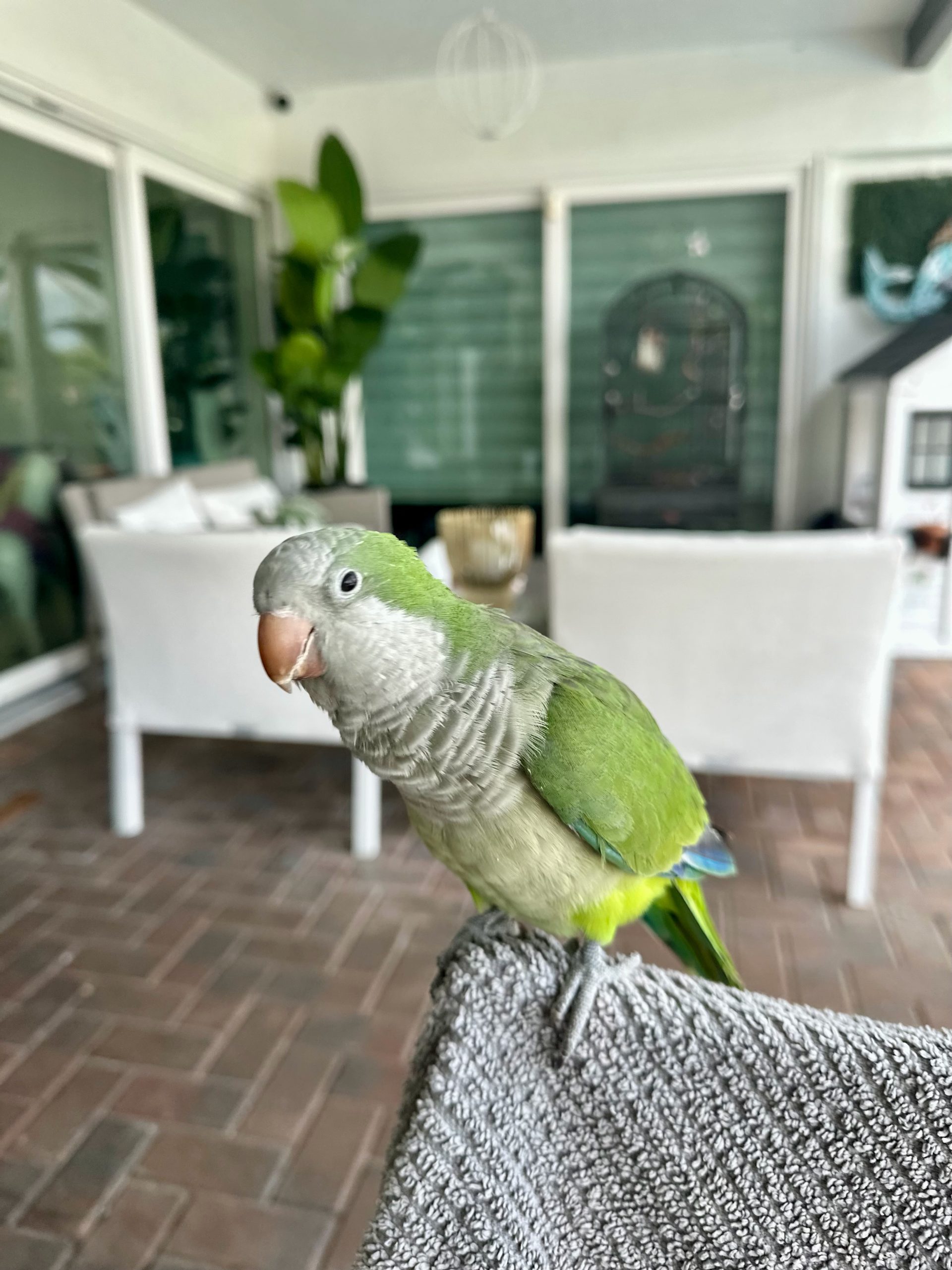 FL oakland park, Quaker parrot Green “shakira” Jan 13th 2026