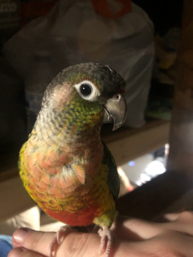 CA, Santa Ana – Green Cheek Conure “Roger” March 16. 2026